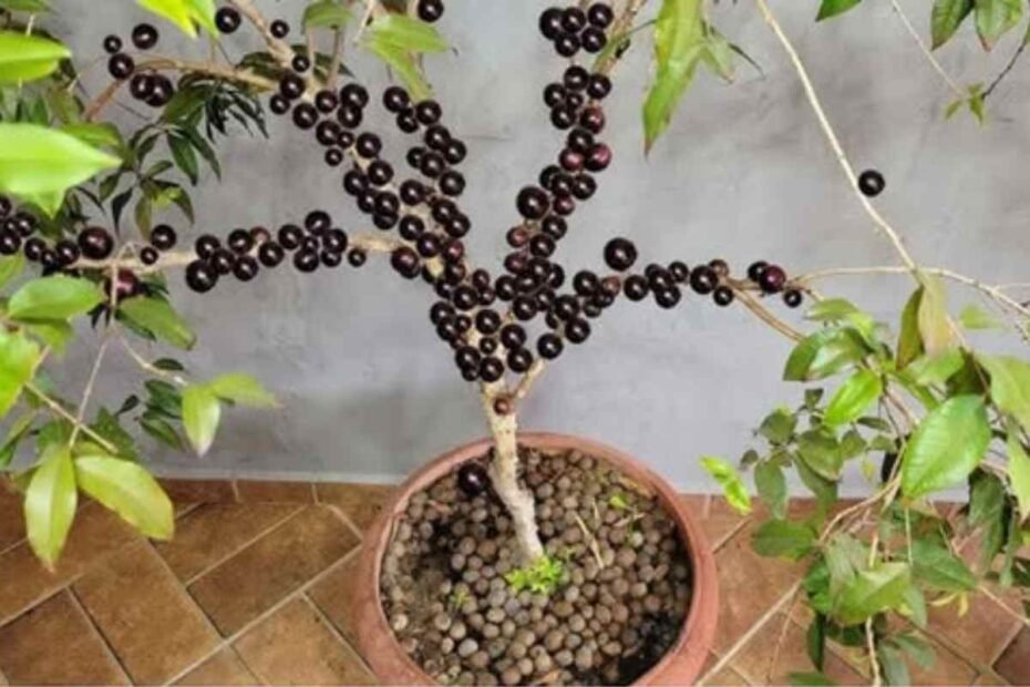 ¡Un Milagro Natural para tu Jaboticabeira! Cómo Hacerla Fructificar ...